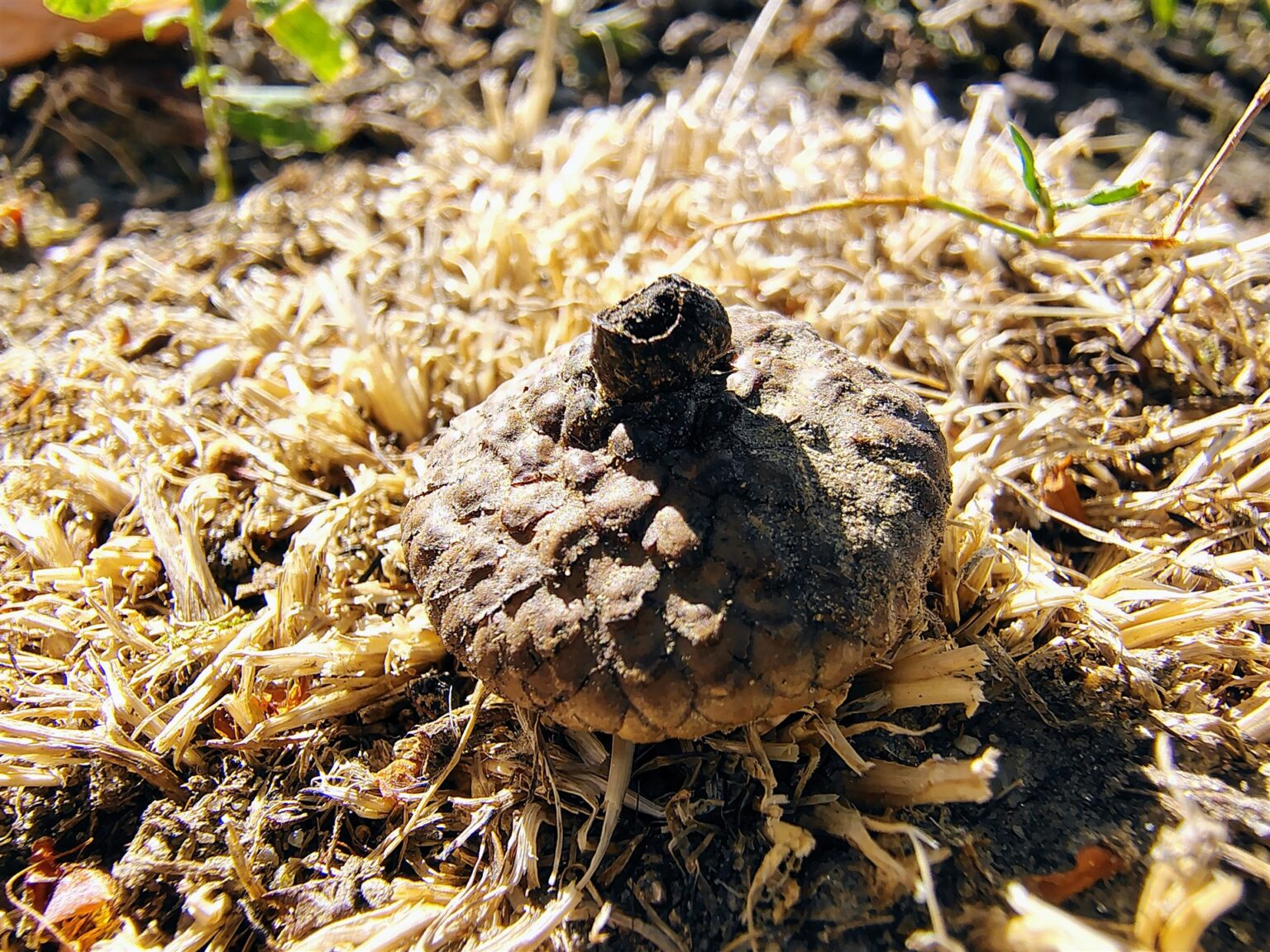 Motorola Edge 50 Fusion - review