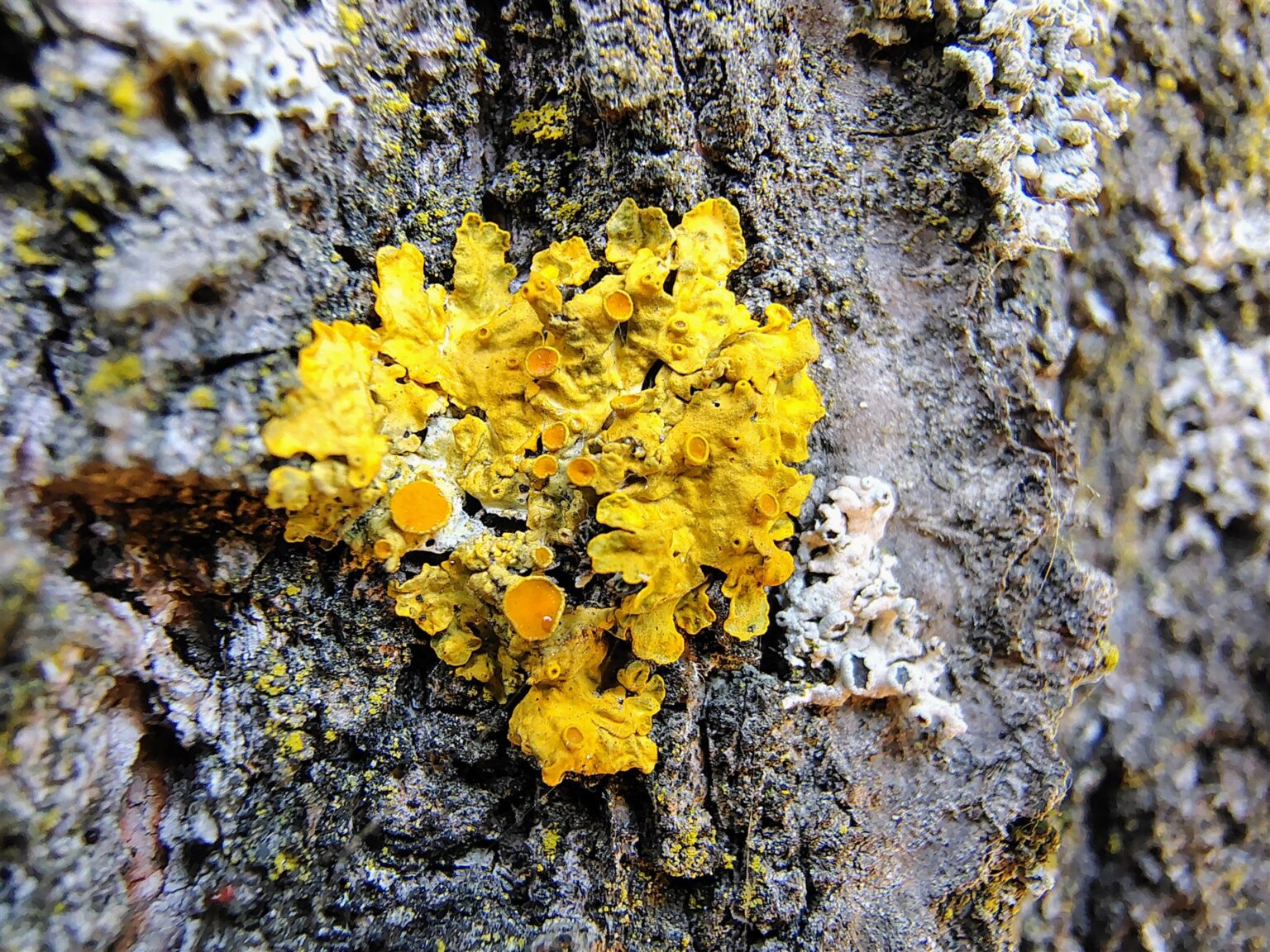 Motorola Edge 50 Fusion - review