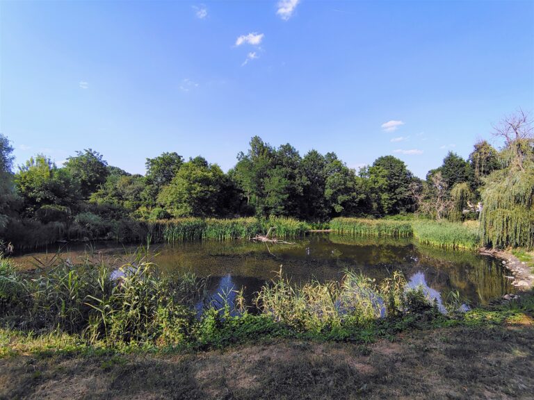 Motorola Edge 50 Fusion - review