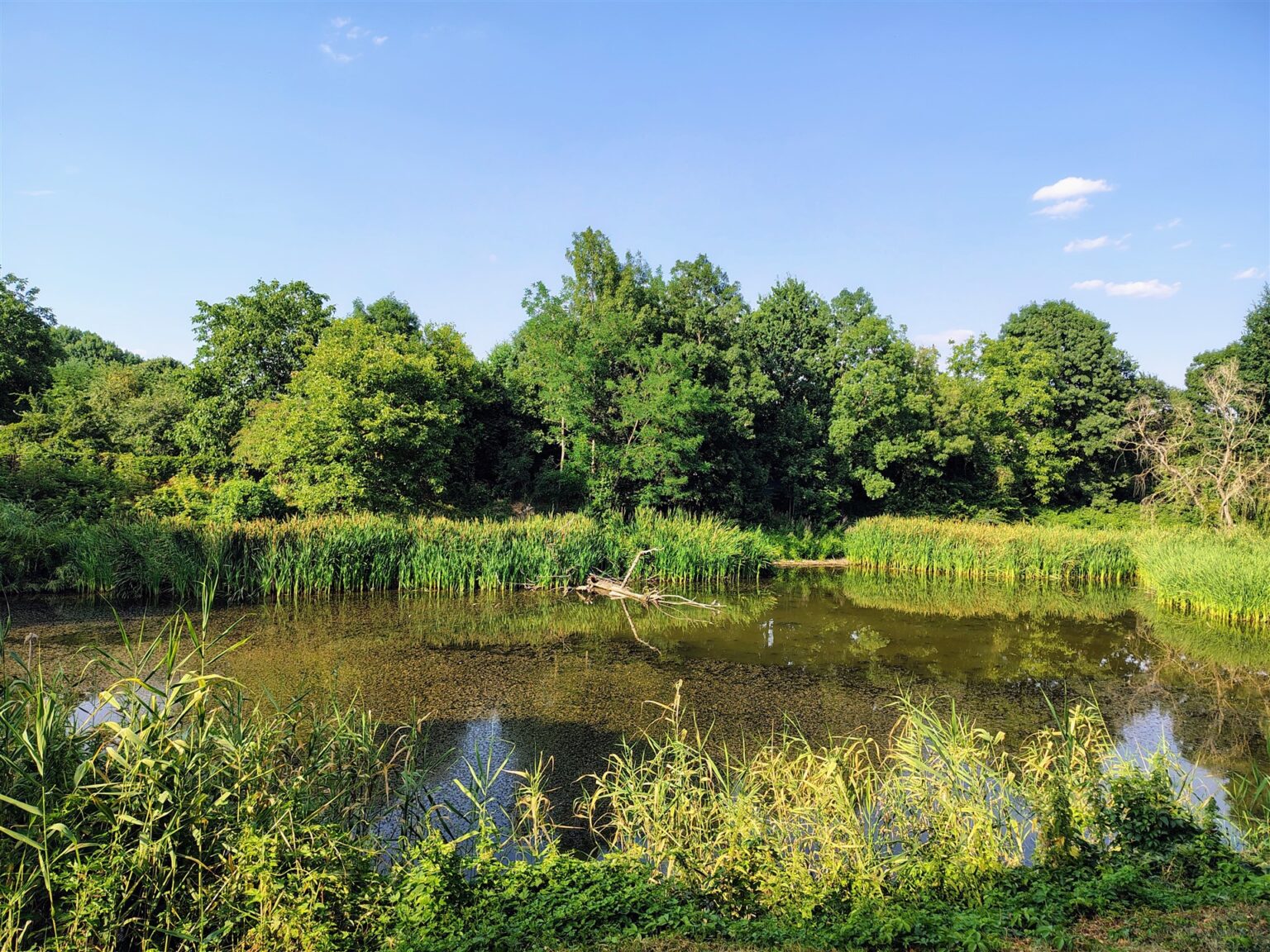 Motorola Edge 50 Fusion - review