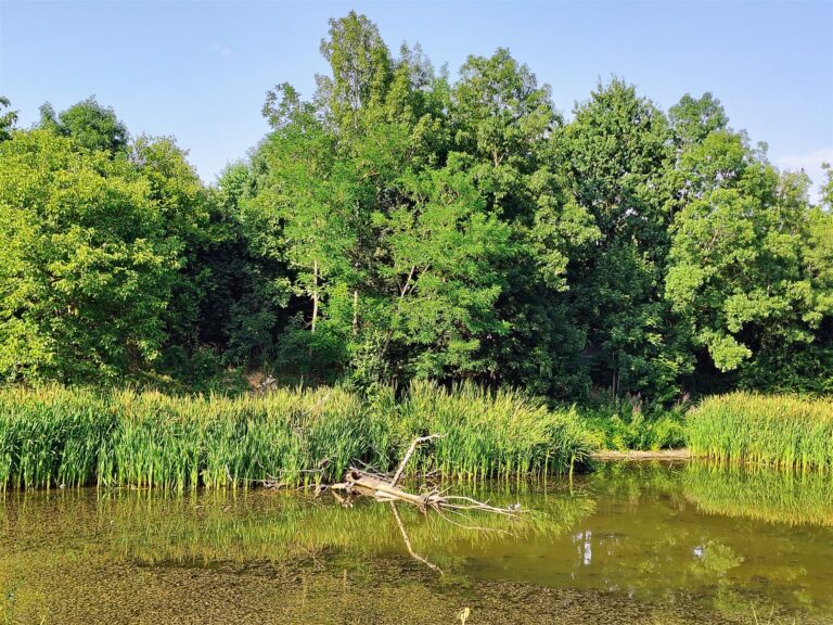 Motorola Edge 50 Fusion - review