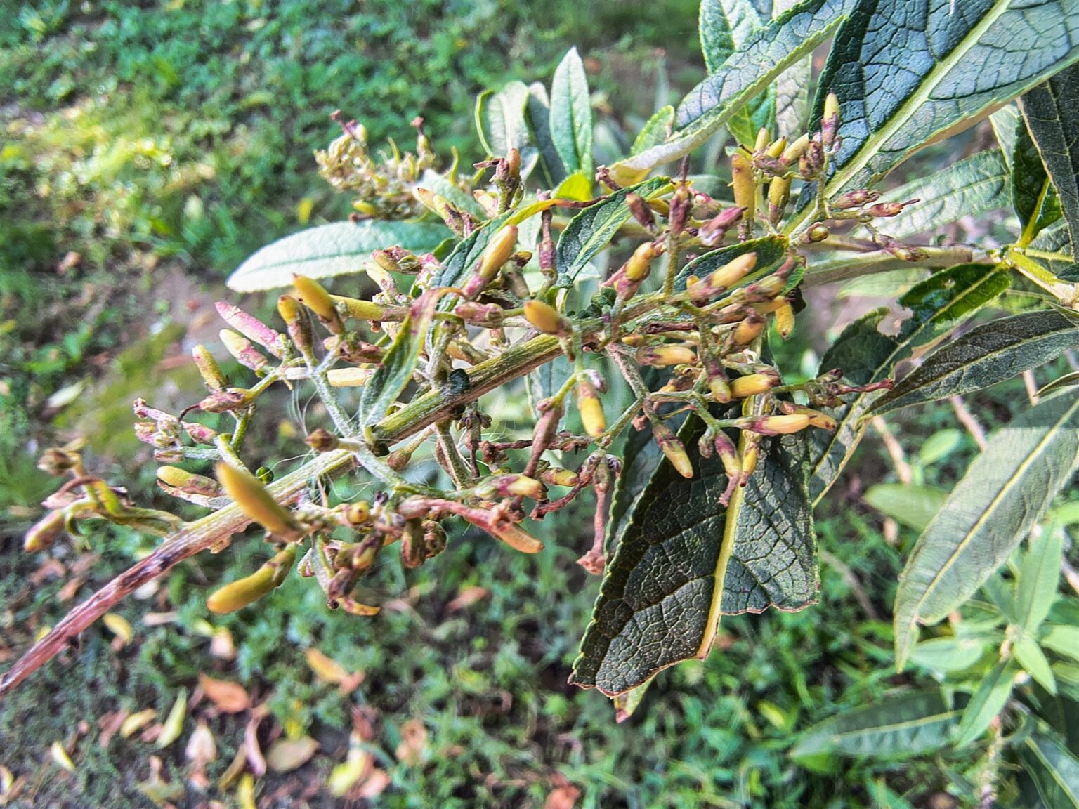 Motorola Edge 50 Neo - review