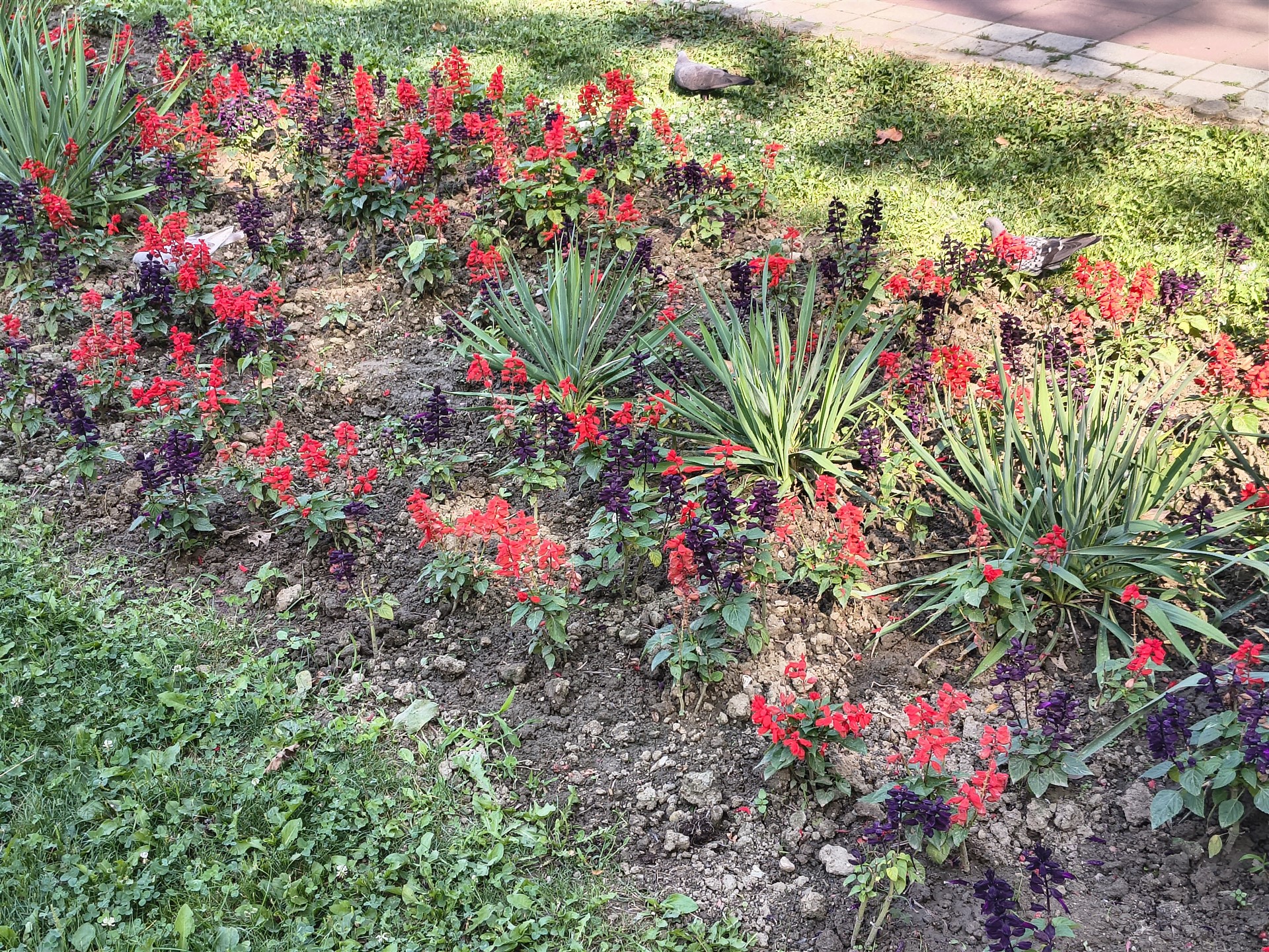 Motorola Edge 60 - review (Arătos și echilibrat, fără minusuri serioase)