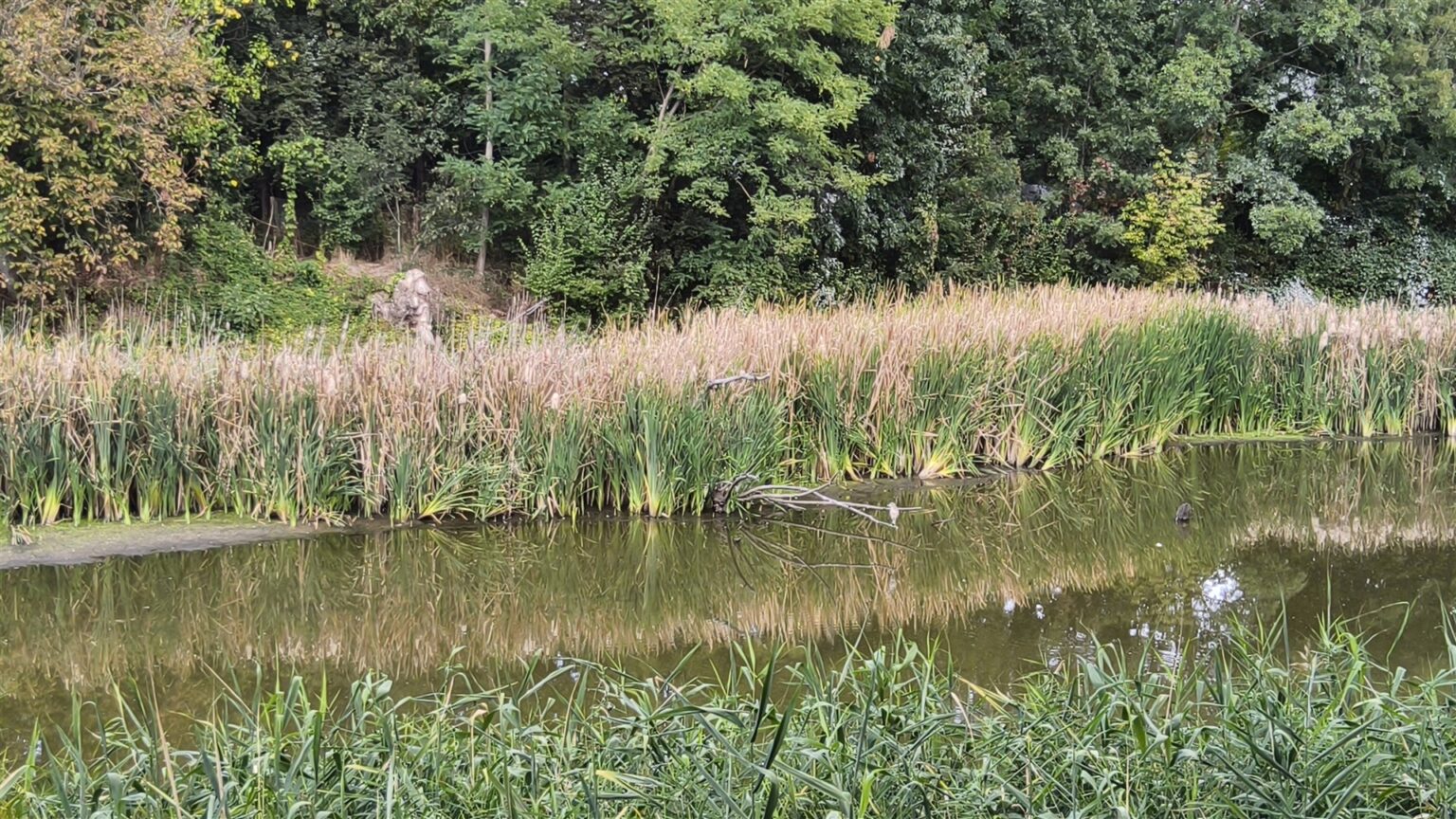 Tabletă Samsung Galaxy Tab S11 - review