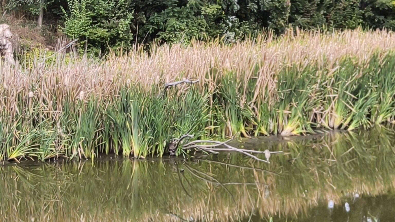 Tabletă Samsung Galaxy Tab S11 - review